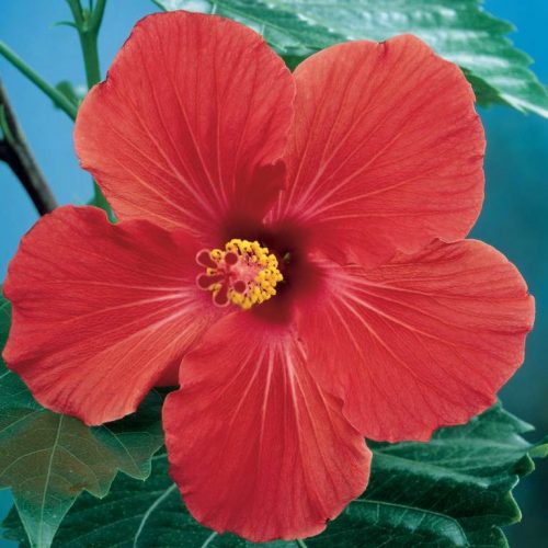 Five Things you didn't know about Hibiscus – Raven Moon Emporium