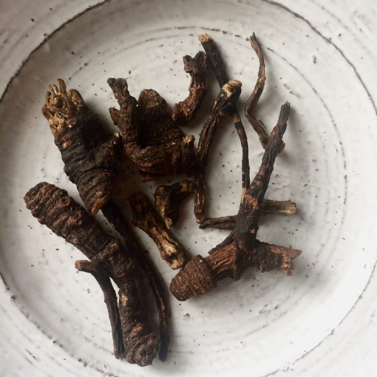 Osha Root, Bear Root, What Root? – Raven Moon Emporium